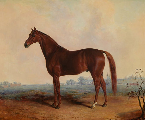 Chestnut Thoroughbred Portrait Hunt Country Home